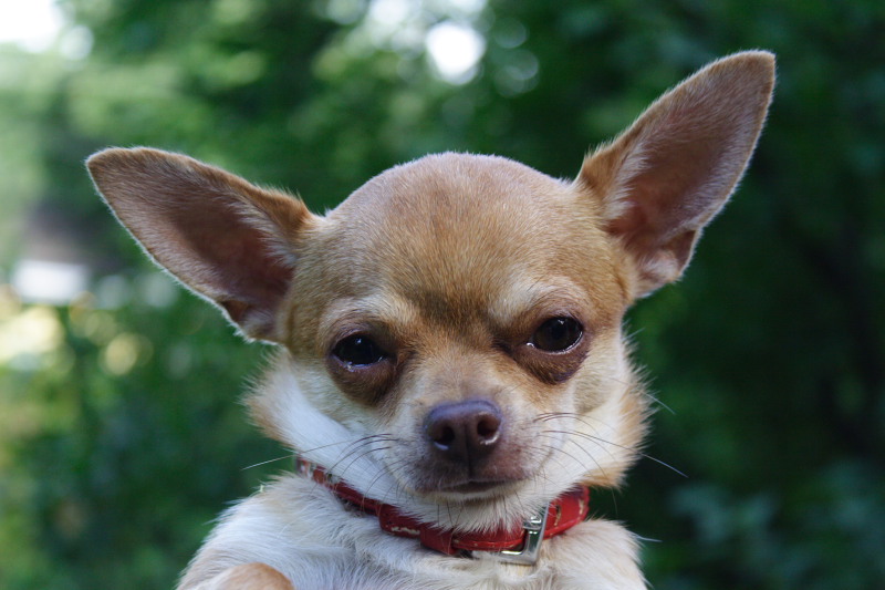 Fotos tiernas de perrito chiguagua ~ Los 20 mejores temas para Windows 7