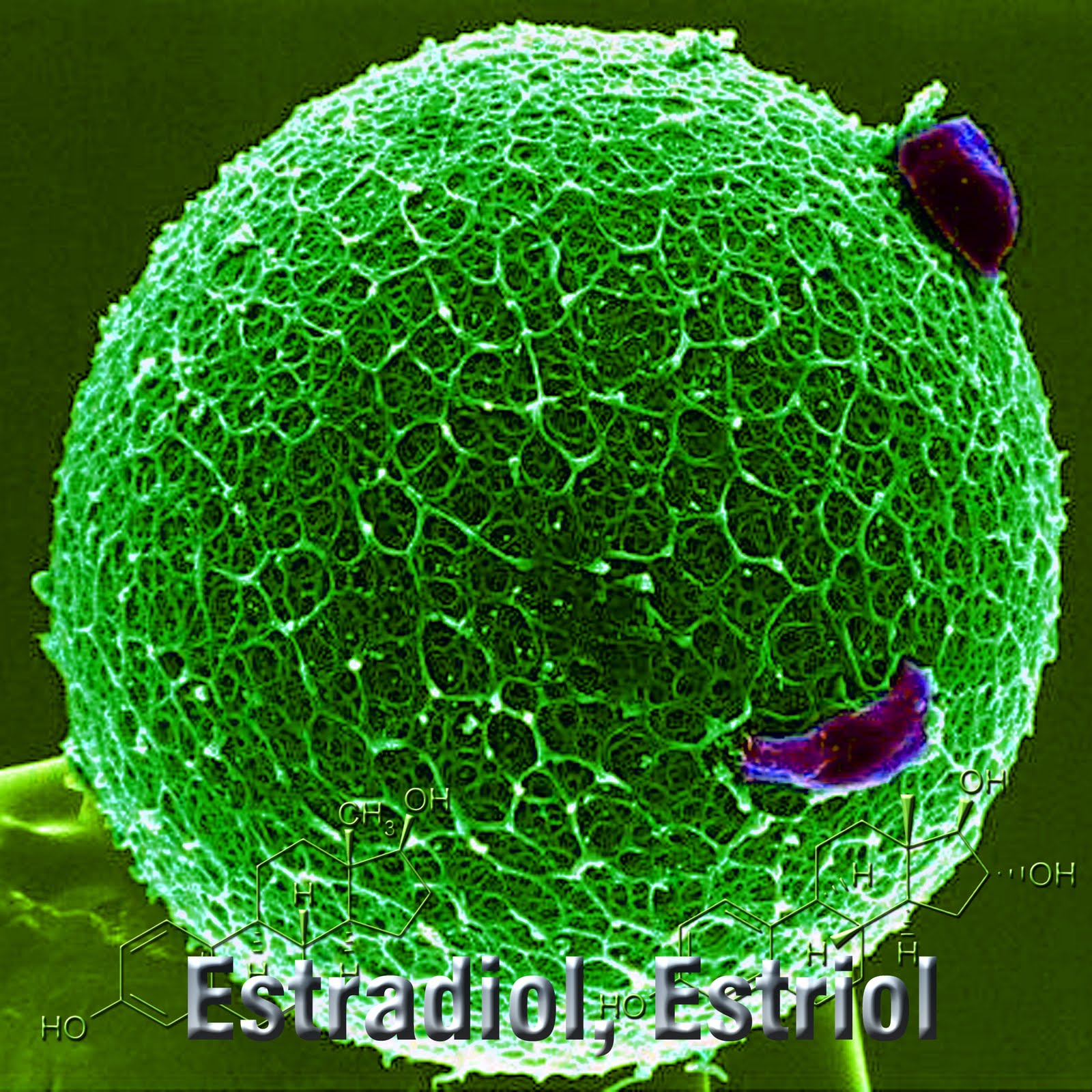 Me Cuidando: Estradiol, Estriol - O uso Tópico e o uso Oral