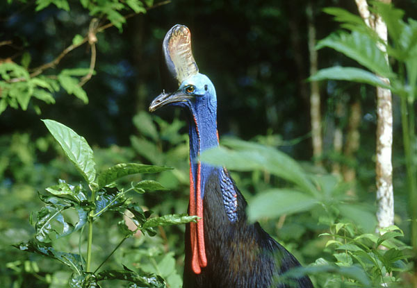 Southern Cassowary