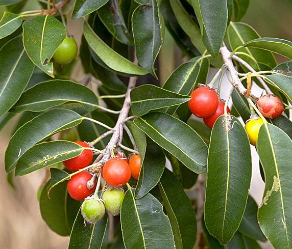 നാട്ടിലെ വൃക്ഷങ്ങൾ