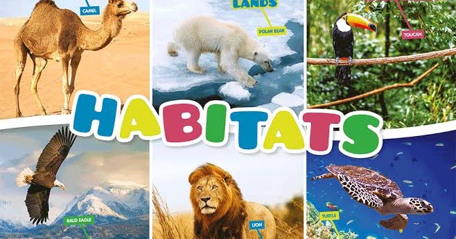 LEARN ABOUT HABITAT AND TYPES OF HABITAT - Interest Short Science ...