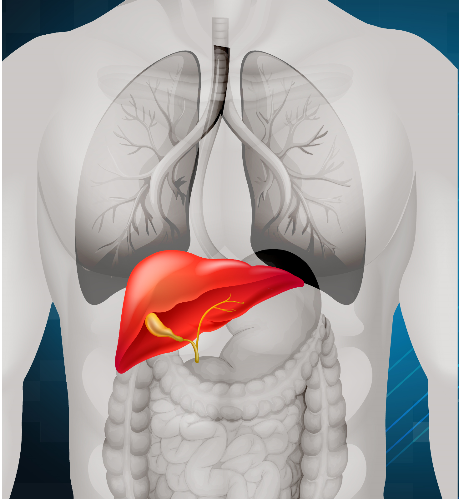 Is HemoHIM good for liver?