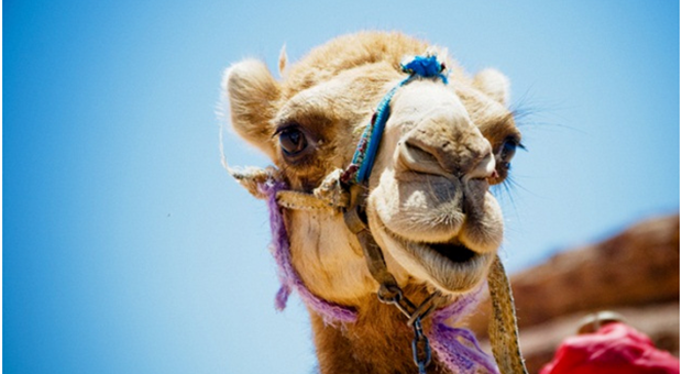 5 Fakta Menarik Tentang Unta | Terselubung 8