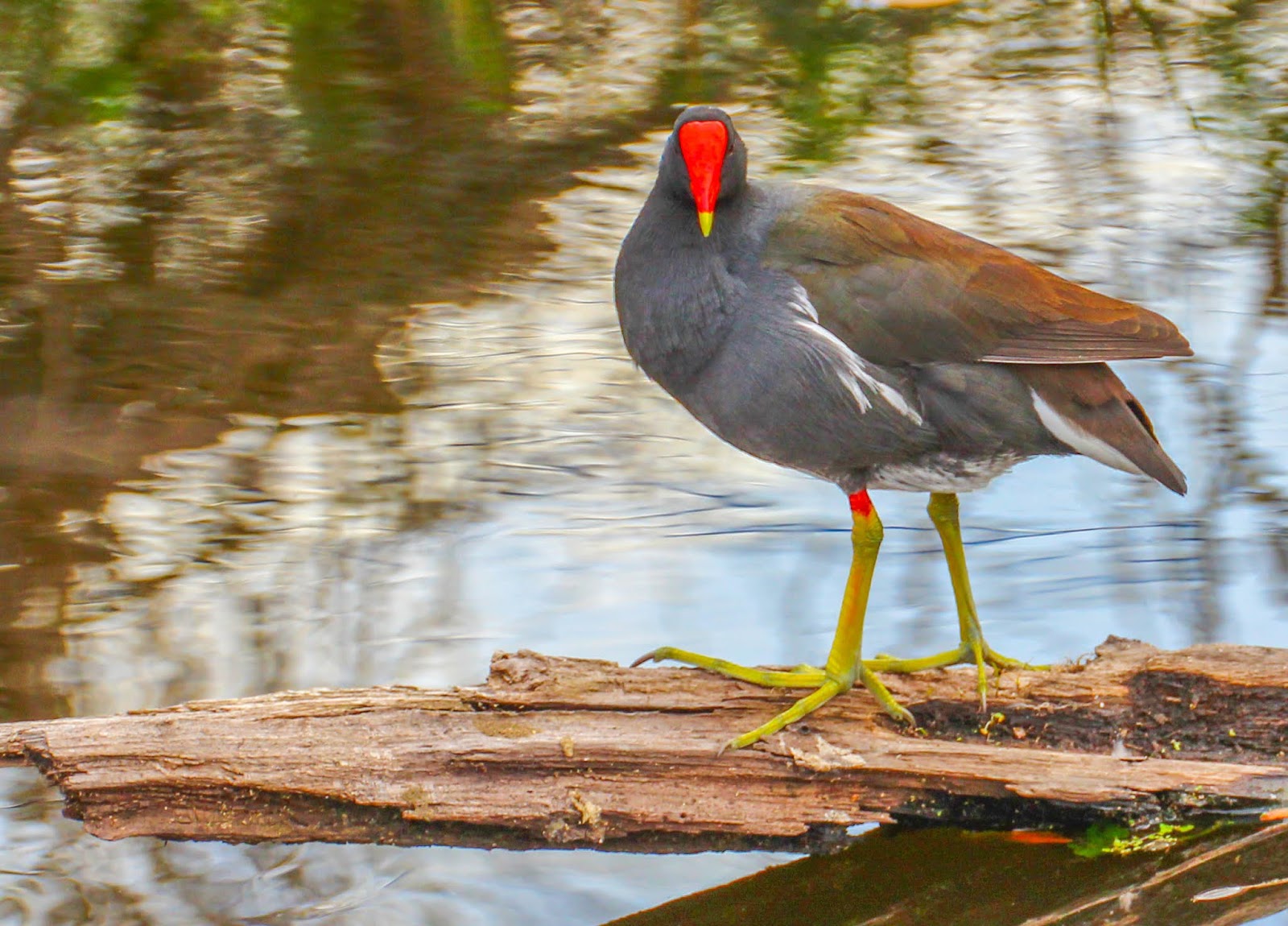 Cannundrums: Common Gallinule