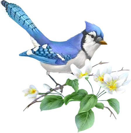 Flowers: Transparent Flowers - Birds II.