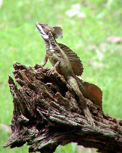 Kadal-Kadal yang Unik ~ The beauty of the World