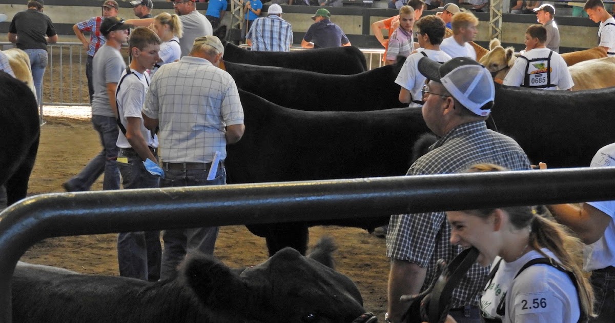 Larry's Photo a Day: Cattle Judging......