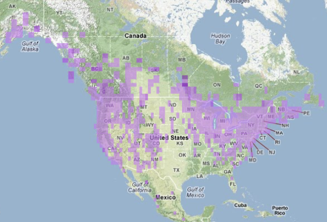Birding Is Fun!: Northern Saw-whet Owl