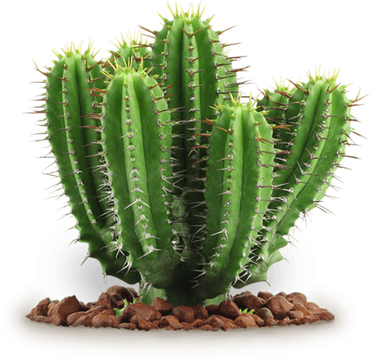 Cómo cuidar tus cactus...