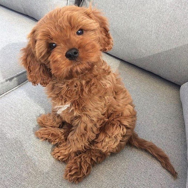 6 Best Cavapoo Breeder Florida