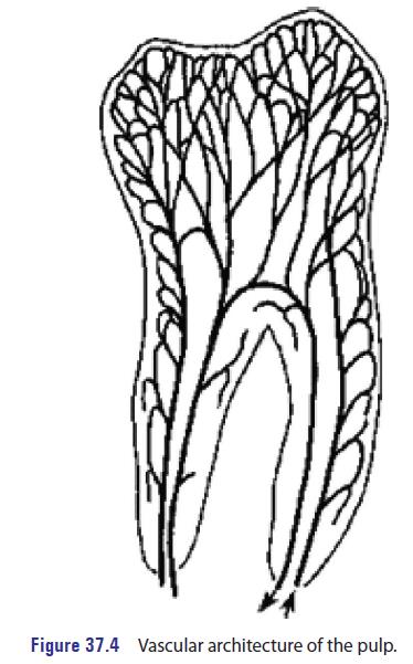 Dental pulp 1 l Oral histology and biology MCQs for dental students ...