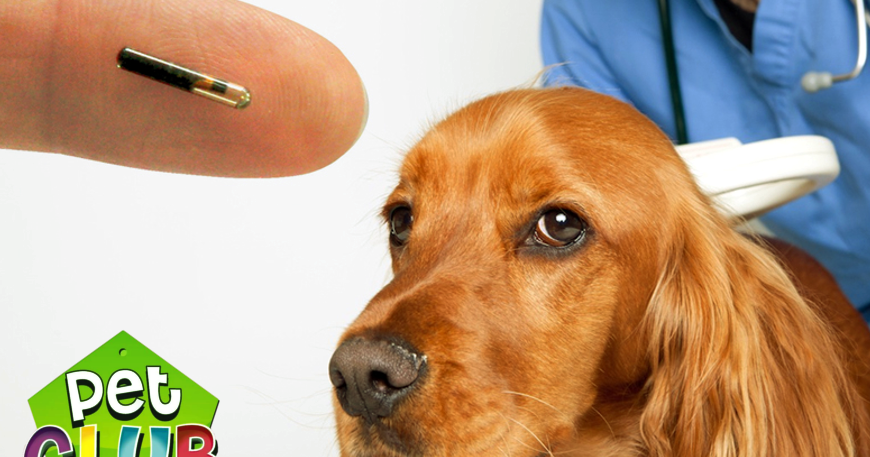 Pet Club Campo Grande MS: MICROCHIP NO SEU PET