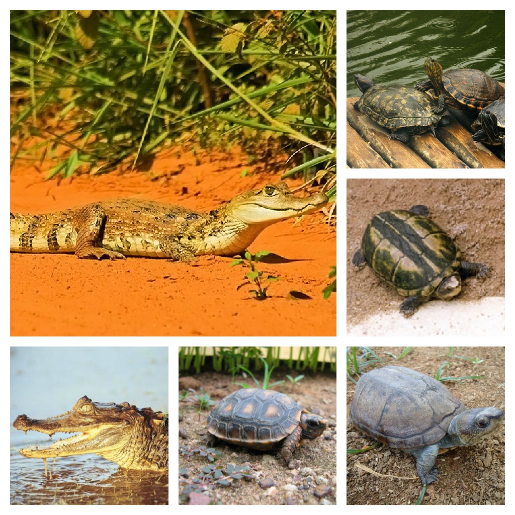 VENTO NORDESTE: A SURPREENDENTE E BELA FAUNA DA CAATINGA