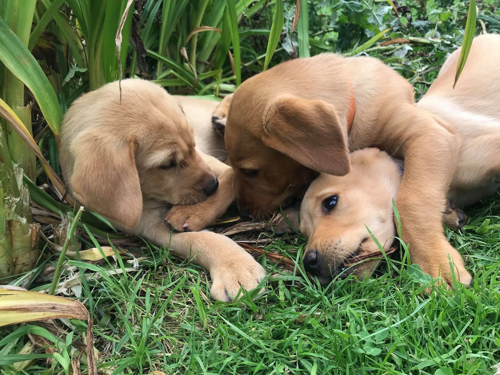 Our Lovely Yorkshire Labs
