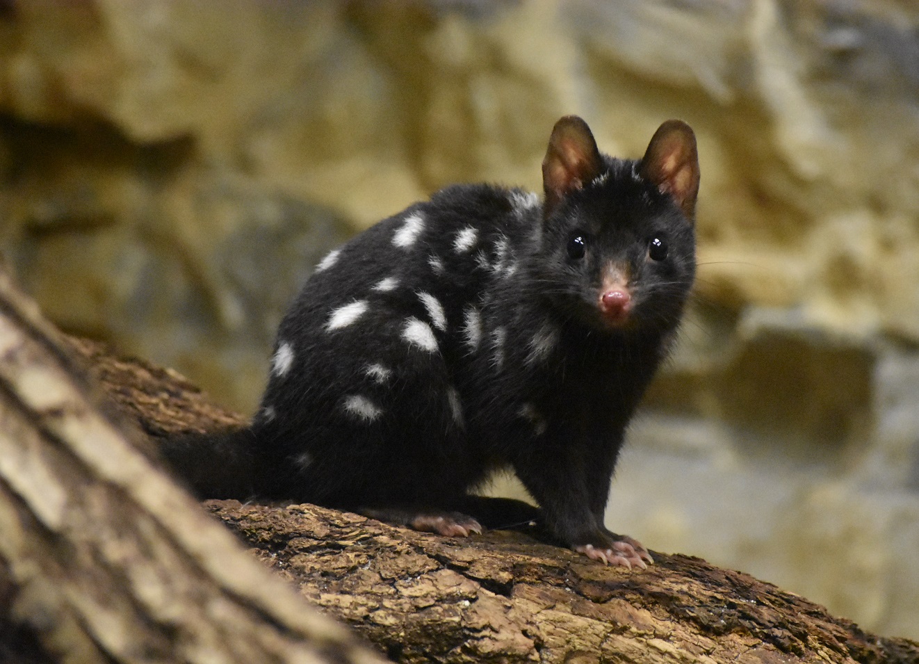 ZOOTOGRAFIANDO (6.100 ANIMALS): QUOLL ORIENTAL / EASTERN QUOLL ...