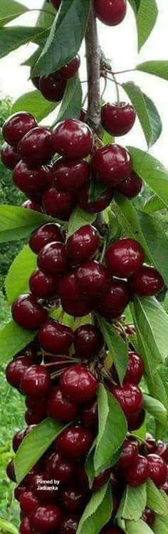 DLA KAŻDEGO: FRUITS