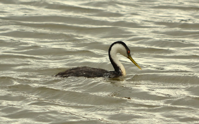 Woods Walks and Wildlife: Grebes, Herons, and More at the Marsh