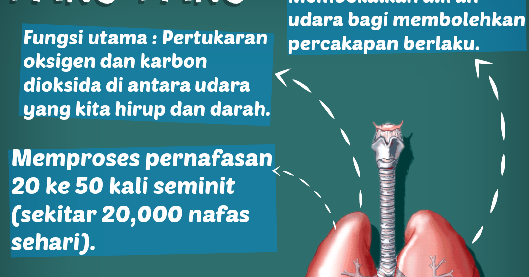 Derma Organ: KENALI organ anda!