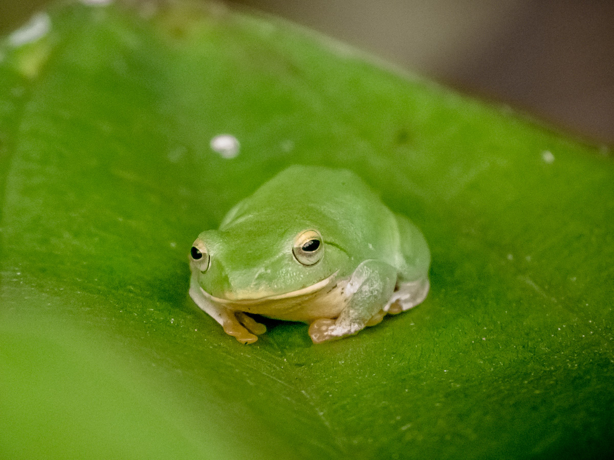 tower record: 超可愛的台北樹蛙_ The Precious Taipei Tree Frog Rhacophorus ...