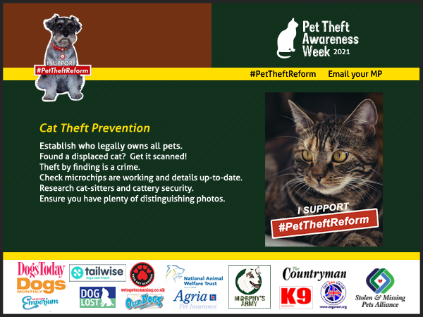 Cat Theft Report 2021