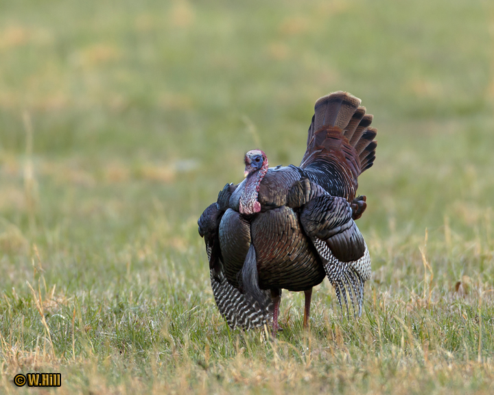 Pennsylvania Wildlife Photographer: Strutting Gobblers and Other ...