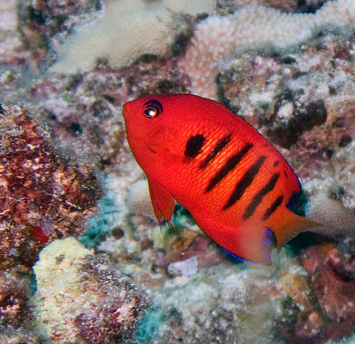 A Kona Hawaii Scuba Diver blabbers on: Hawaiian Flame Angelfish... I ...