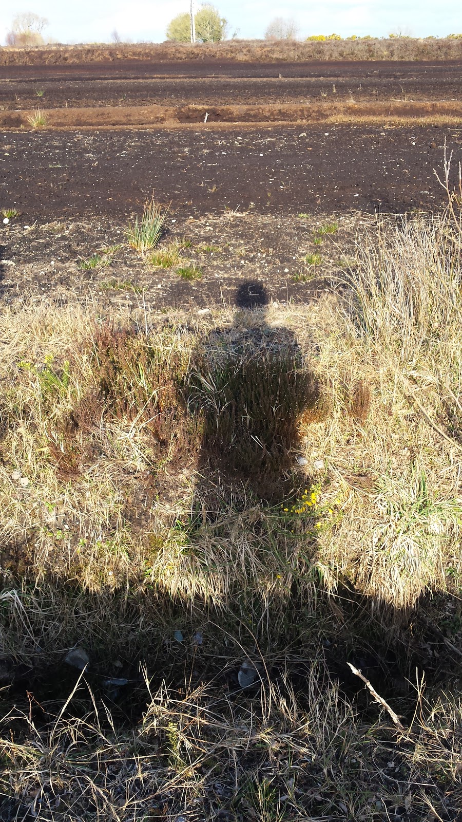 Old Magnolia Tree: A Bog Walk