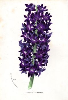 SM Dotson: "Origin of a Flower" Hyacinthus, Zephyr, & Apollo - Ancient ...