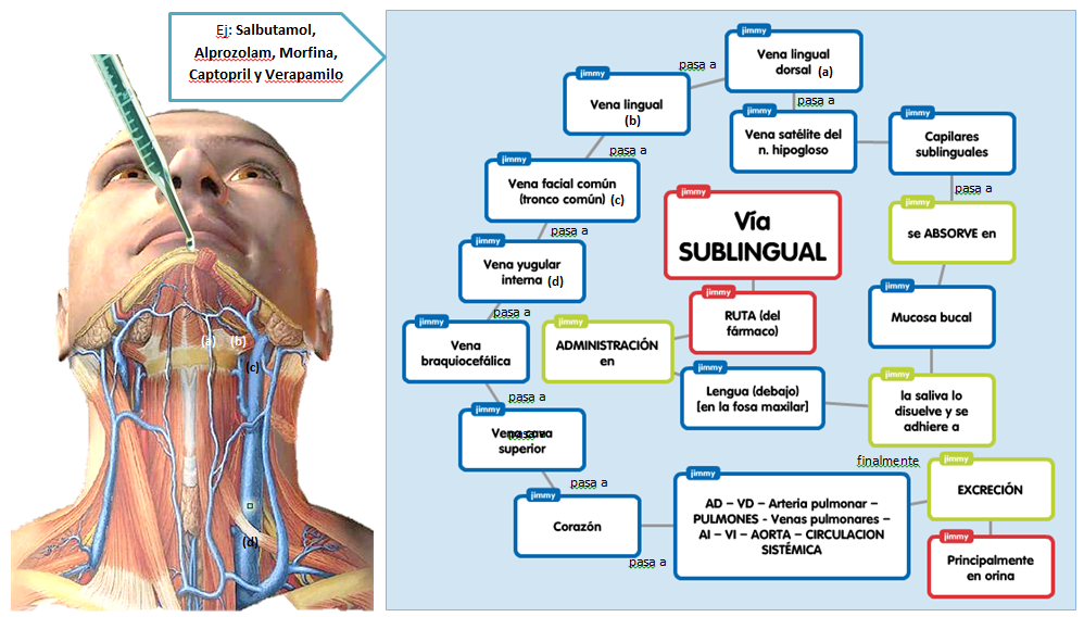 Farmacología I - 2016: Ruta que siguen los fármaco por 3 distintas vías ...