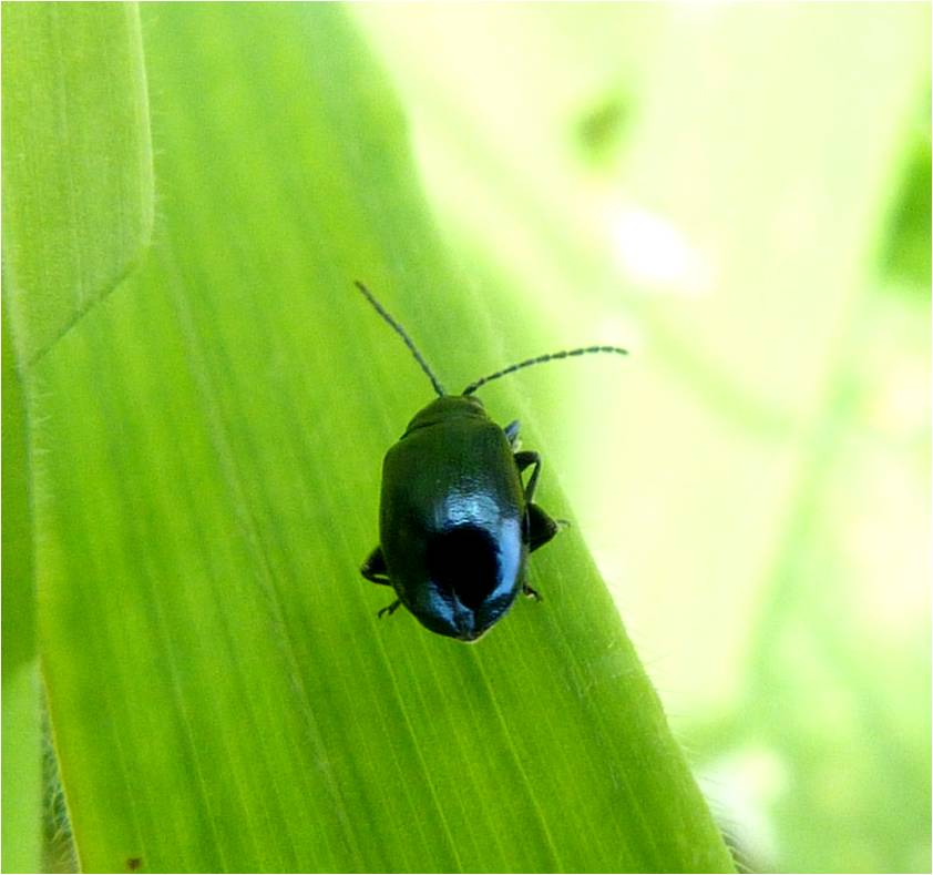Insects of Scotland: Other Beetles