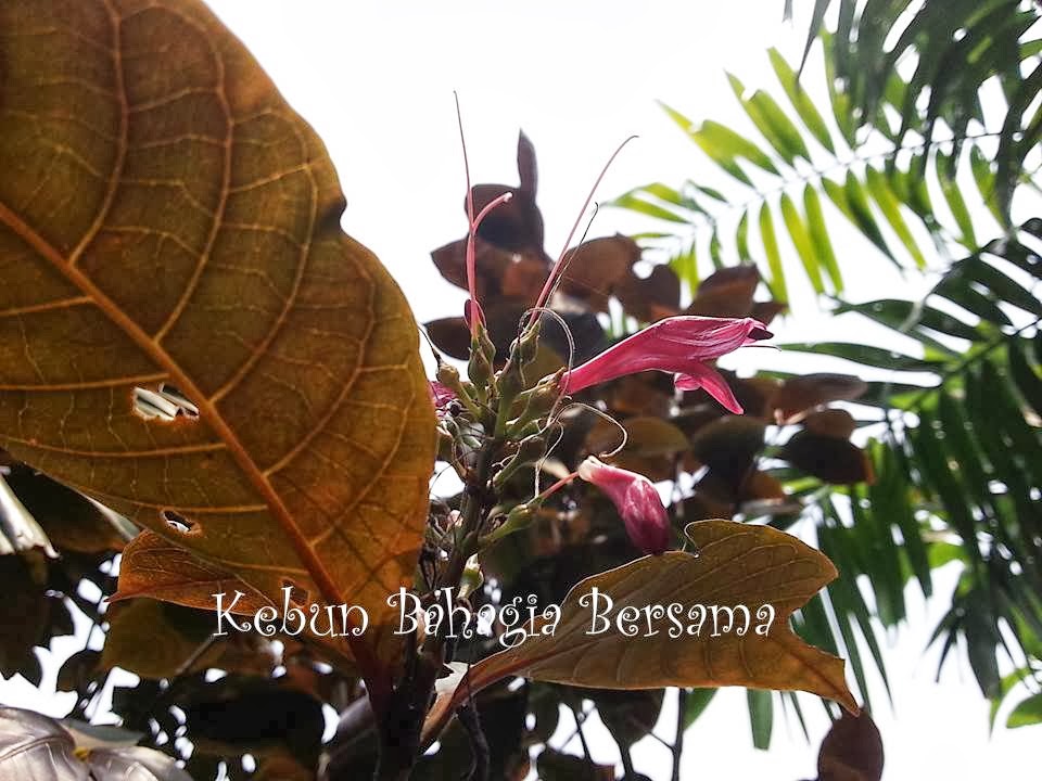 Kebun Bahagia Bersama: Pokok Puding Belacan (Rendang Negeri Sembilan)