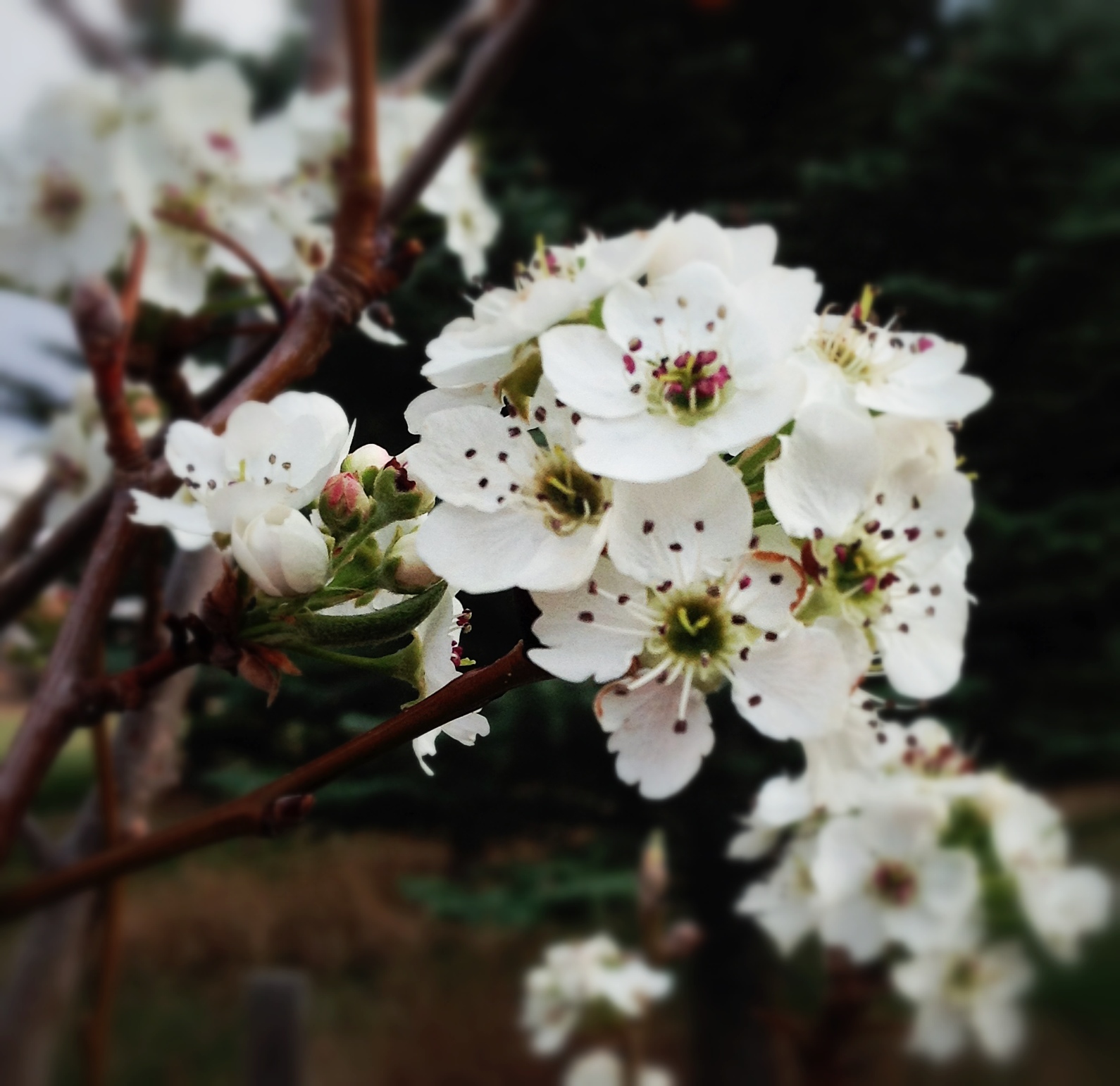 Tickled Pink: Flowering Pear Tree