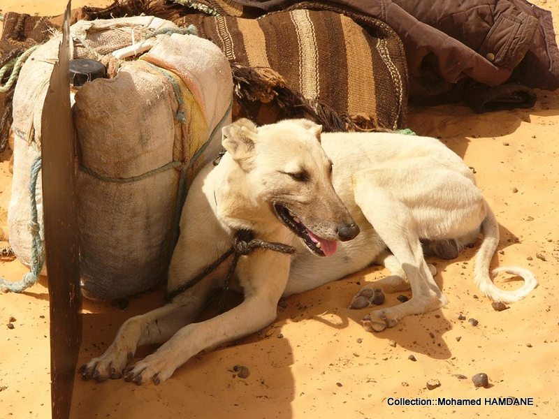 CULTURE et PATRIMOINE DE TUNISIE EN IMAGES- MOHAMED HAMDANE-ثقافة وتراث ...
