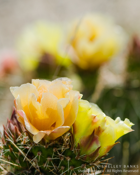 Prairie Wildflowers: Prickly Pear Cactus flowers in Grasslands National ...