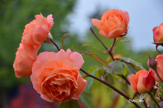 Some of the David Austin Roses