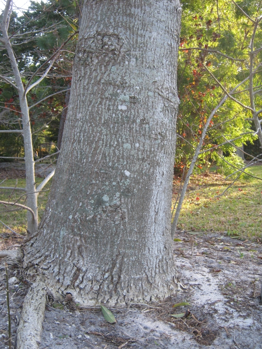 Future Plants by Randy Stewart: Plant Tours1 - Deerfield Beach ...