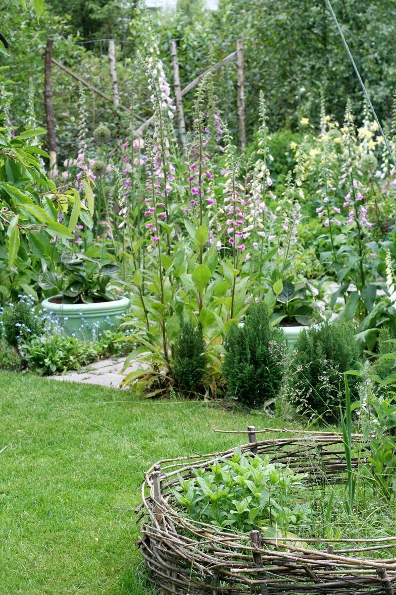 Roser og Patina: Revebjeller har fest i hagen!