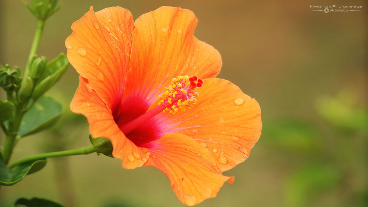 Koleksi Gambar Bunga Raya