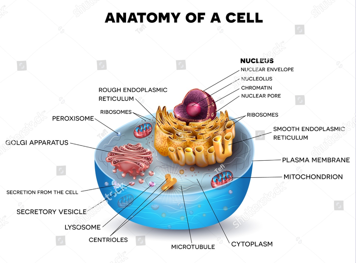 Easy Zoology ANATOMY OF GENERALIZED CELL Easy Zoology ANATOMY OF GENERALIZED CELL