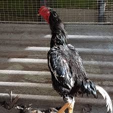 Sejarah dan Ciri-Ciri Ayam Shamo ~ ayam bangkok mania