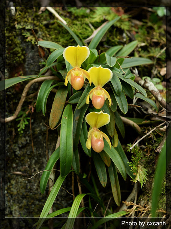 Paphiopedilum helenae Aver.