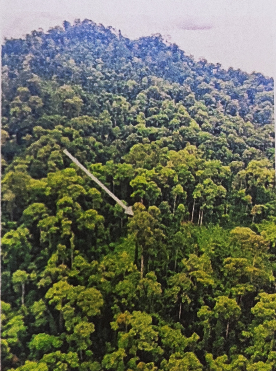 Pokok Hutan Hujan Tropika