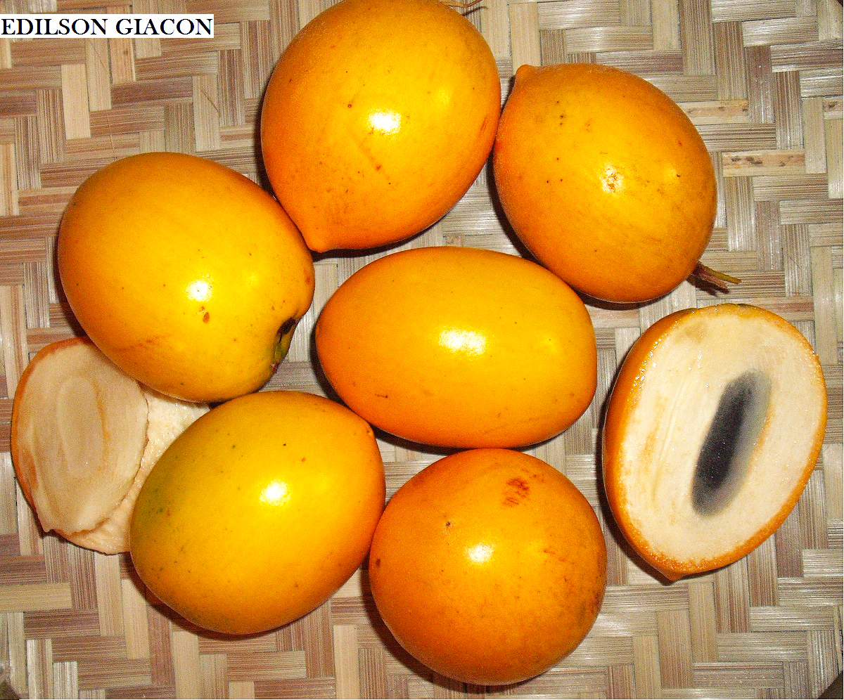 Viveiro Ciprest - Plantas Nativas e Exóticas: Abio Amarelo ( Pouteria ...