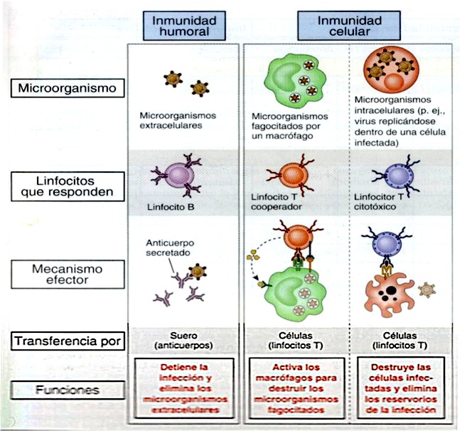 Sistema Inmunitario ¿Qué es? (1º parte)