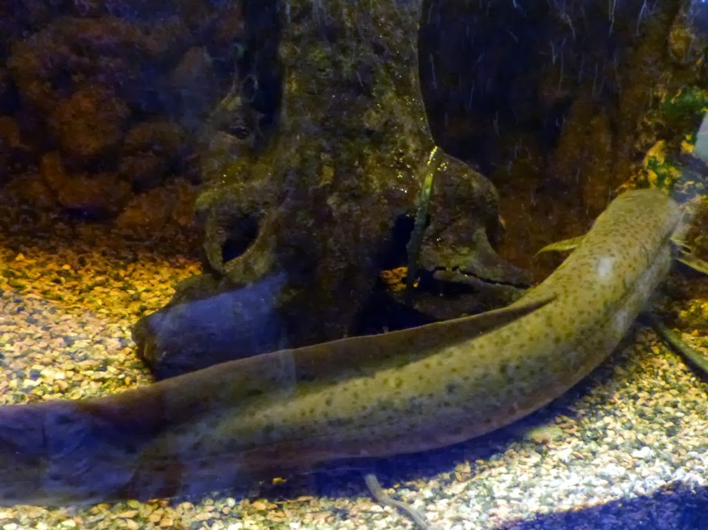 Taxonomía Chordata: Clase Sarcopterygii y Thaliacea