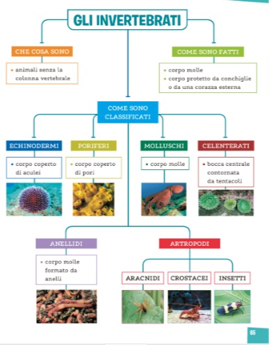 La classe IVB: Scienze: gli invertebrati