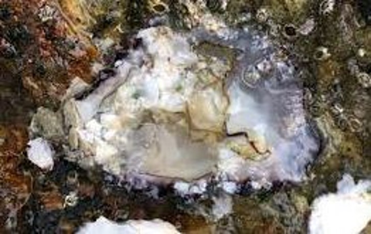 Salam: TERITIP SEJENIS KERANG LAUT KAYA KHASIAT