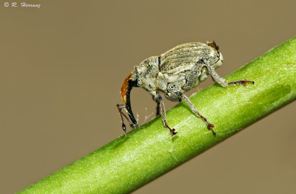 fotosricardo-h: GORGOJOS (COLEÓPTERA : CURCULIONOIDEA) II - Weevils II
