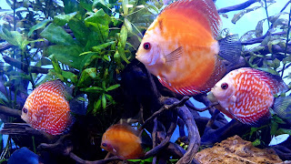 Discus Fish 4K HD Wallpapers