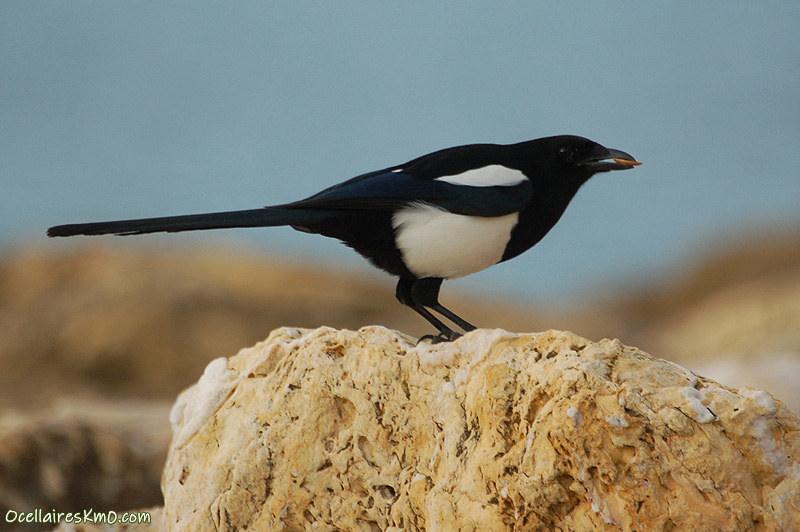 Birding Catalunya: Garsa (Pica pica)